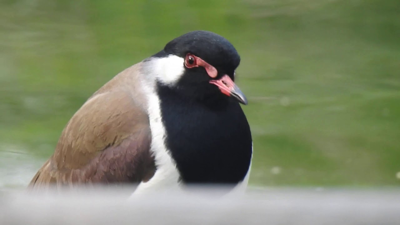 Red wattled lapwing or titeri in sanjay lake delhi - YouTube
