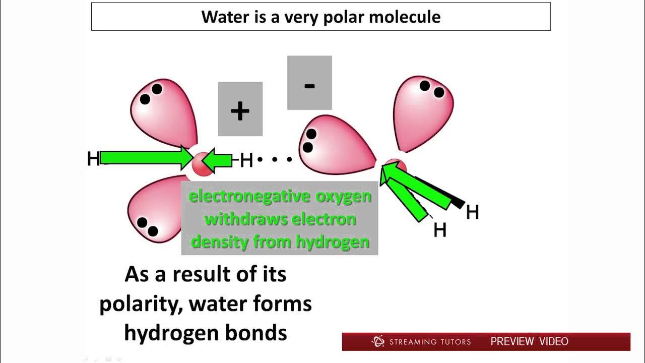 Biochemistry Water, PH and Buffers Part 1 tutorial - YouTube