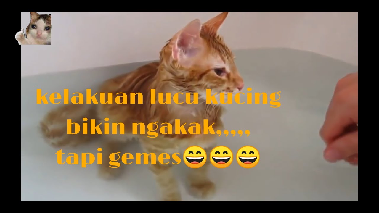 kelakuan kucing lucu || funny cat - YouTube