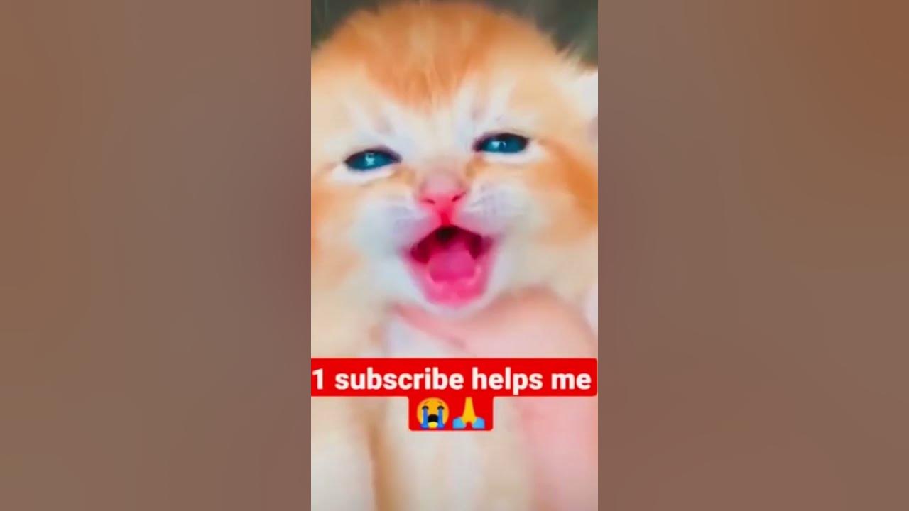 Meet My New Cat YouTube meet-my-new-cat-youtube
