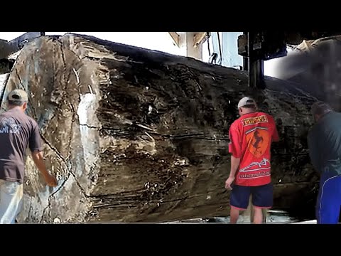 kereste fabrikasında eski kütükleri keserken beklenmedik bir sürpriz
