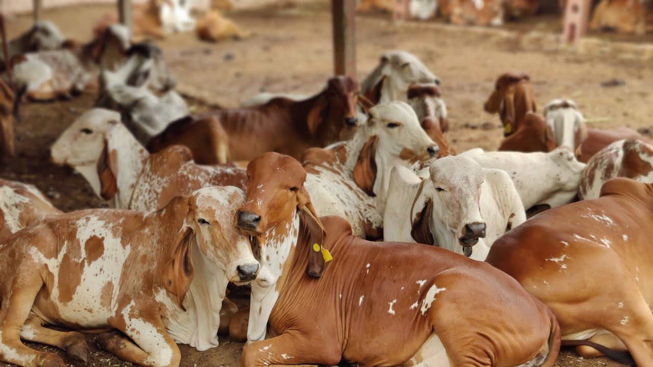 FOR SALE_ 75 ++ Gir Cow & Heifer & FEMALE CALF|9913191340| ARYAMAN GIR ...