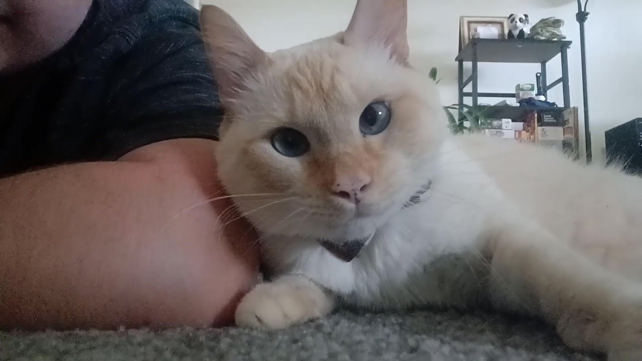 Cuddle Bug Sir Titan The Cat - YouTube