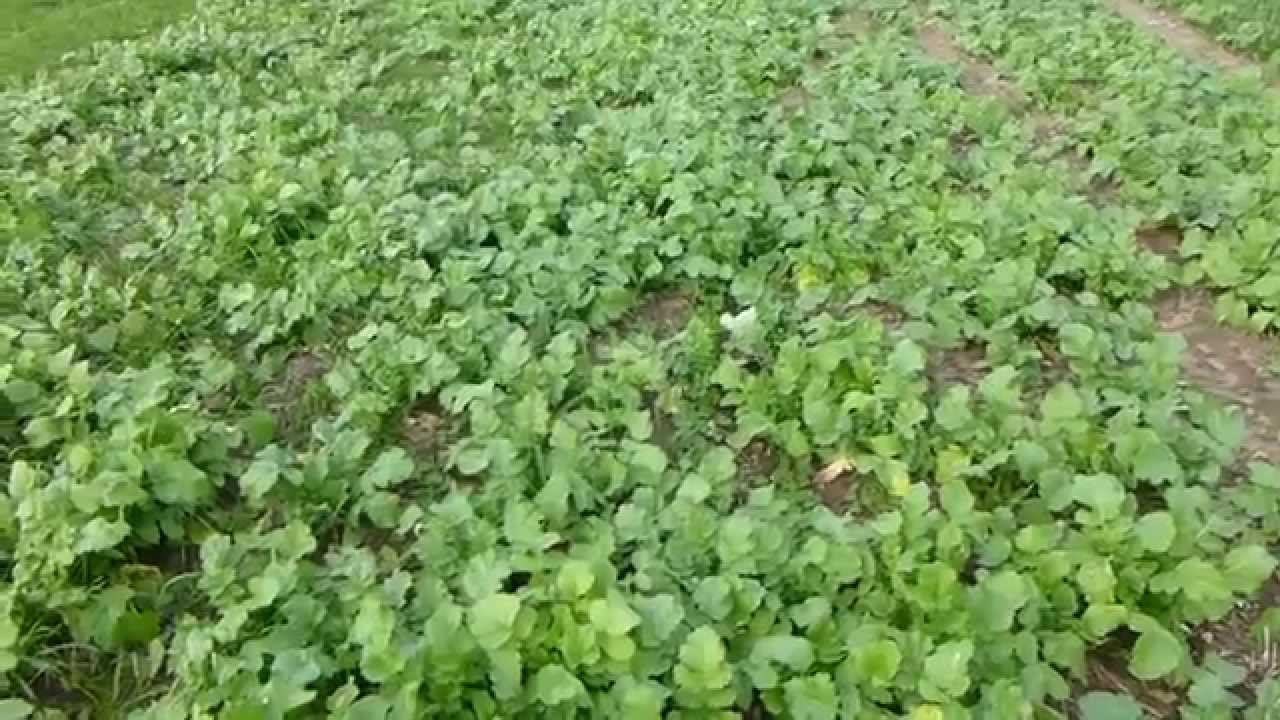 Deep roots on those little plants? Yep! - YouTube