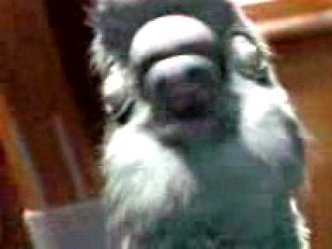 Crazy pigeon - YouTube