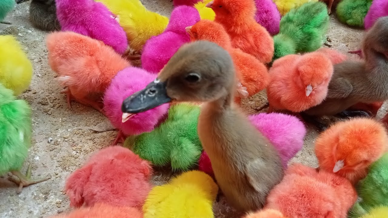 very funny! This little duck is playing with colorful balls ( part 945 ...