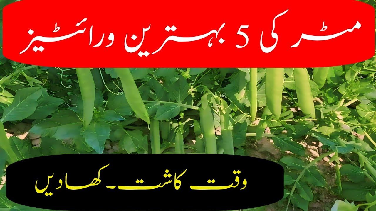 Best varaities of pea (matar) crop مٹر کی بہترین اقسام ۔ - YouTube