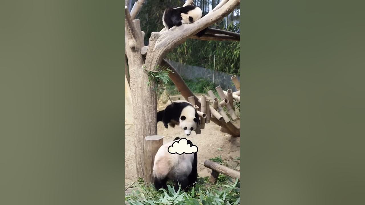 인형뽑기 집게 힘은 좋은데 인형이 넘 크네요ㅋㅋㅋㅋ큐ㅠㅠㅠㅠ😂😂 Youtube