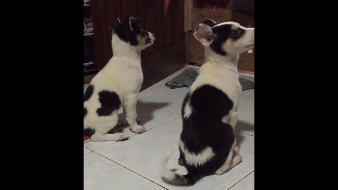 Pauwi Na Ako - OC Dawgs ft.Yuri Dope, Flow-G - YouTube