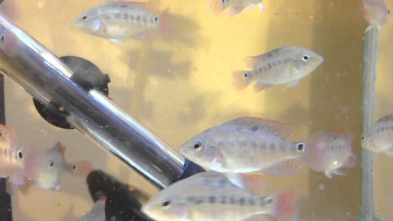 Festae cichlids - YouTube
