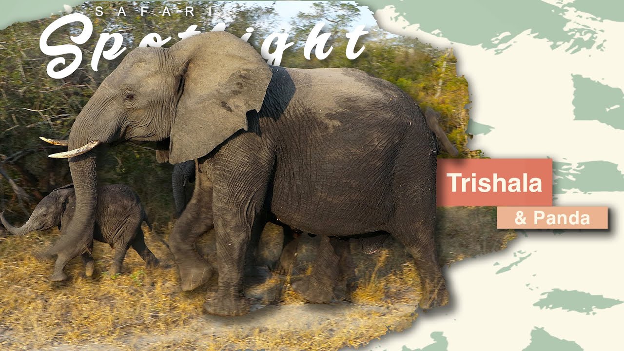 Cheeky baby elephant showing off: Adorable trunk tricks!- Safari ...