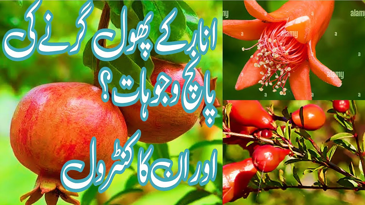 Anar k phool | how to Care for pomegranate plants | pomegranate | Agri ...