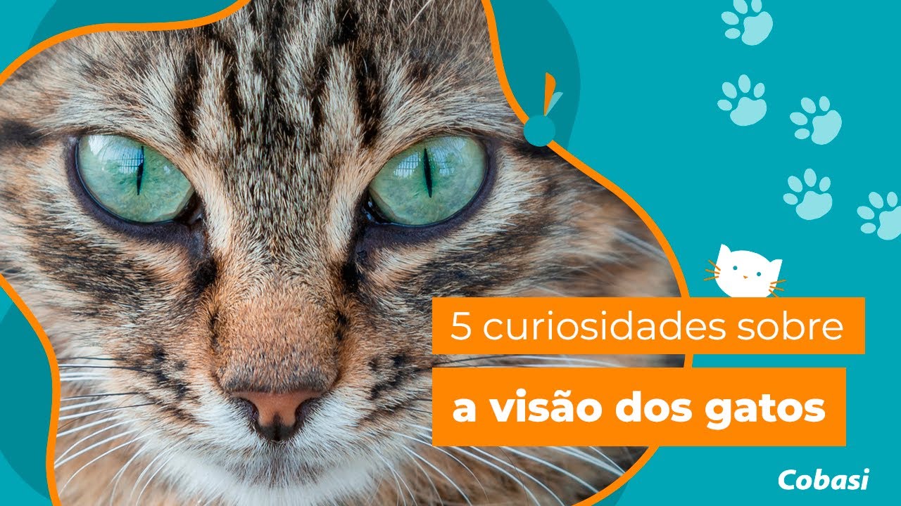 5 curiosidades sobre a visão dos gatos - YouTube