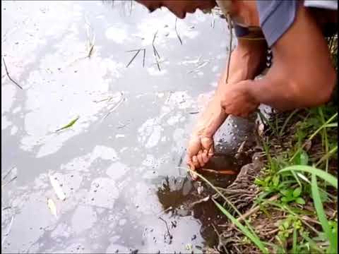 Setrek pertama lumayan dapet ABG montok