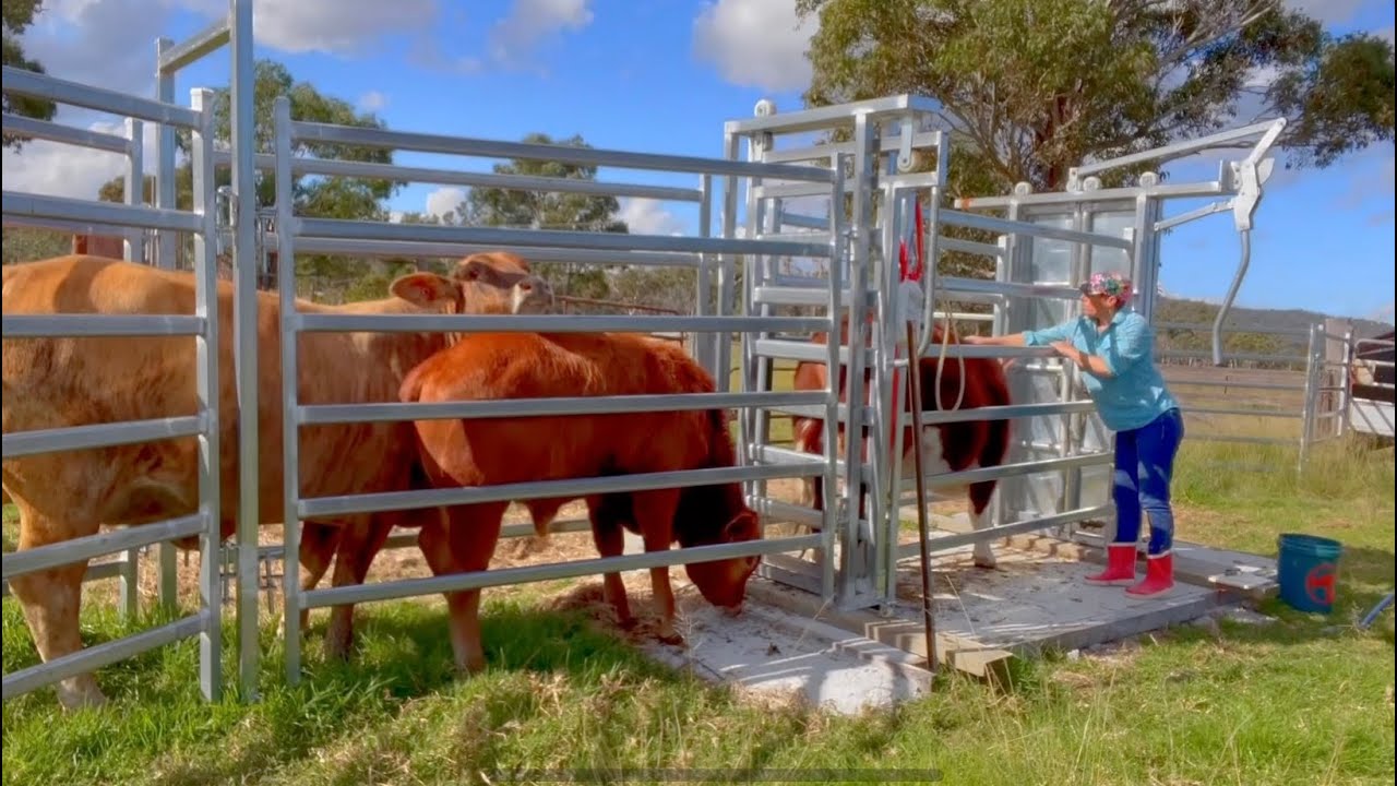 Sorting out cows and calves - YouTube