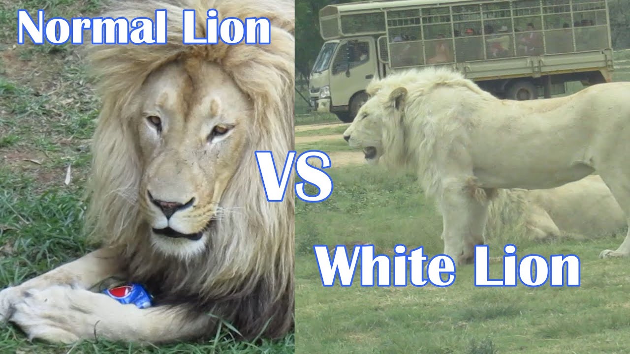 Normal Lion Vs White Lion And Melanin - YouTube