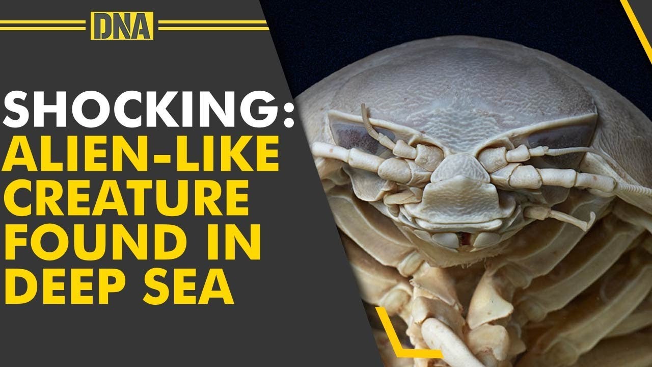 New Alien creature found! Scientists name it 'Darth Vader' - YouTube