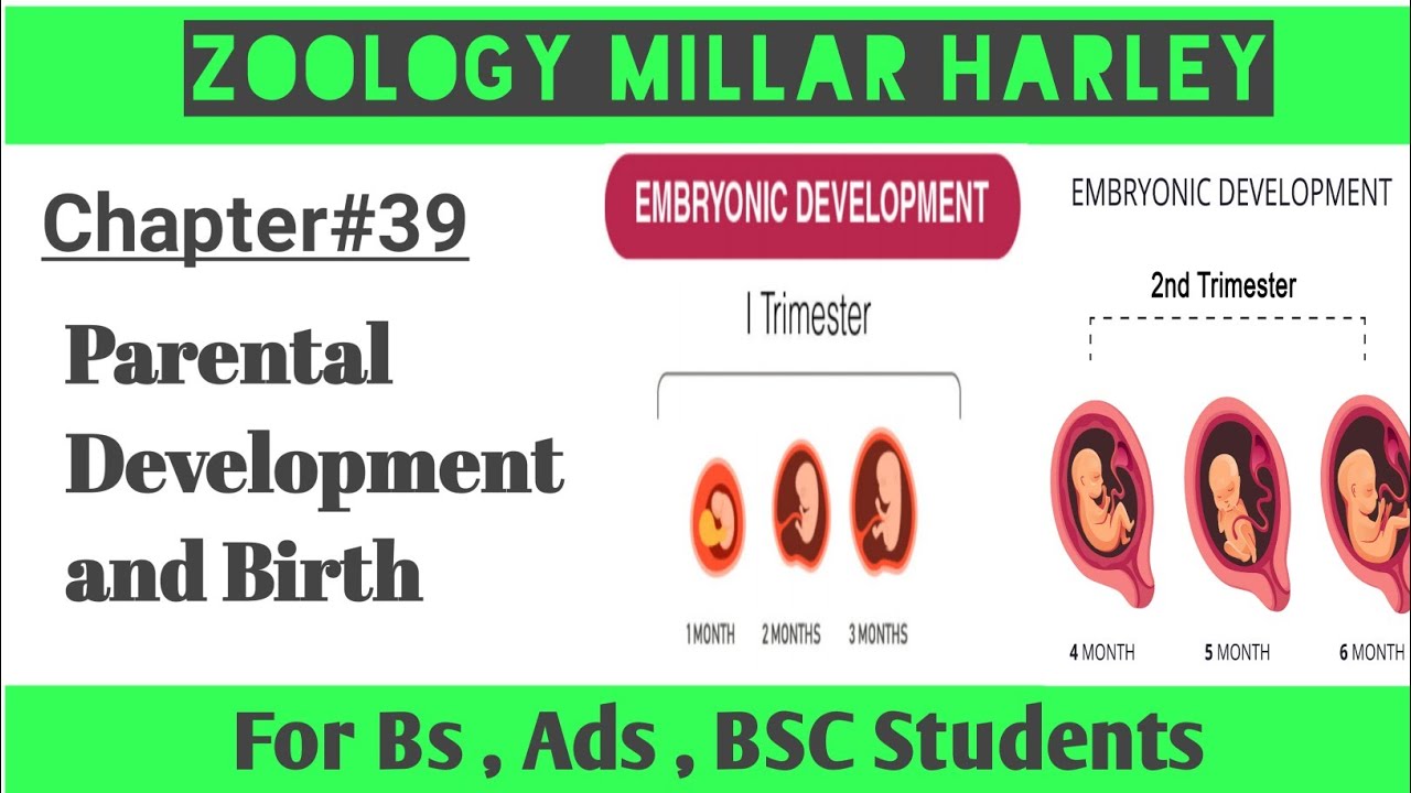 Parental development and birth | Pregnancy Stages | 1st ,2nd & 3rd ...