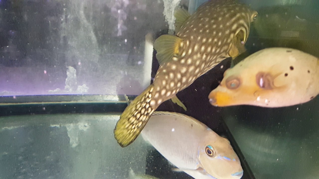 Reticulated Puffer $299 - Maldives - YouTube