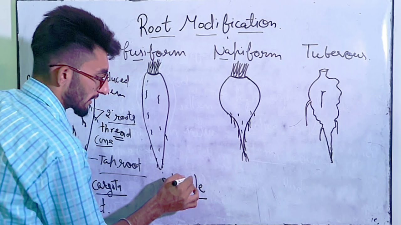 Root Modifications // Roots for storage // Tap root // Adventitious ...