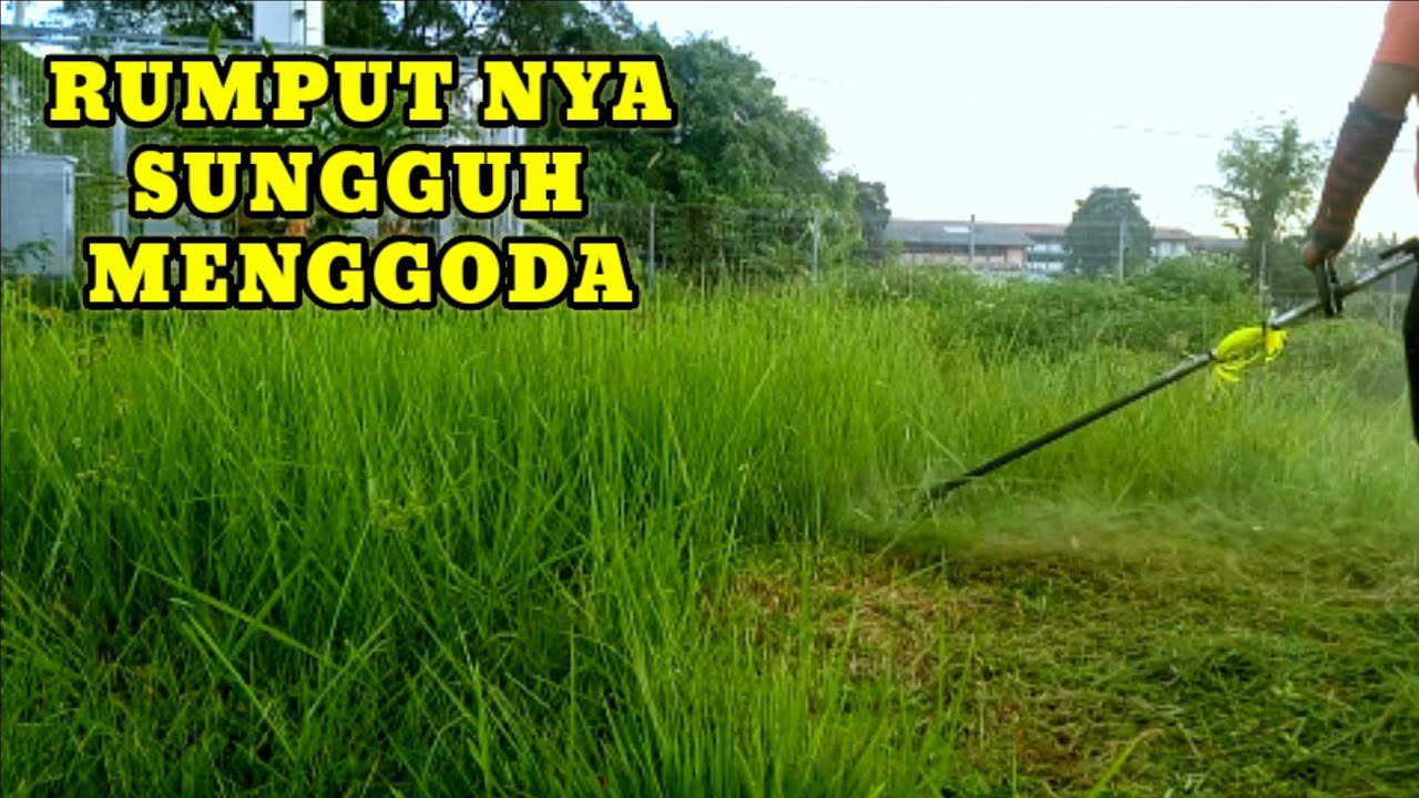 Sedap Nya Potong Rumput Seperti ini,Mesin rumput Pakai Tali - YouTube