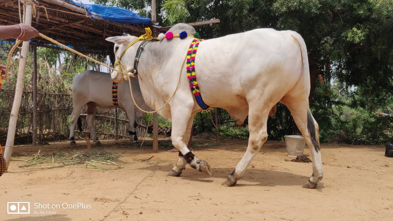 Ongole buLLs || Dwaram Narayana Reddy || friendly ongole cattles ...