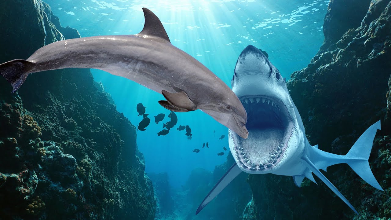 Diferencia Entre Tiburon Toro Y Gran Blanco