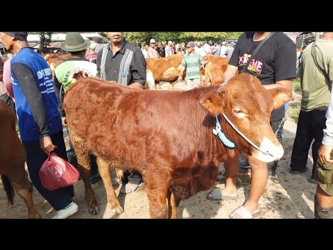 Pantau harga pedet di pasar legi ngawi jatim 