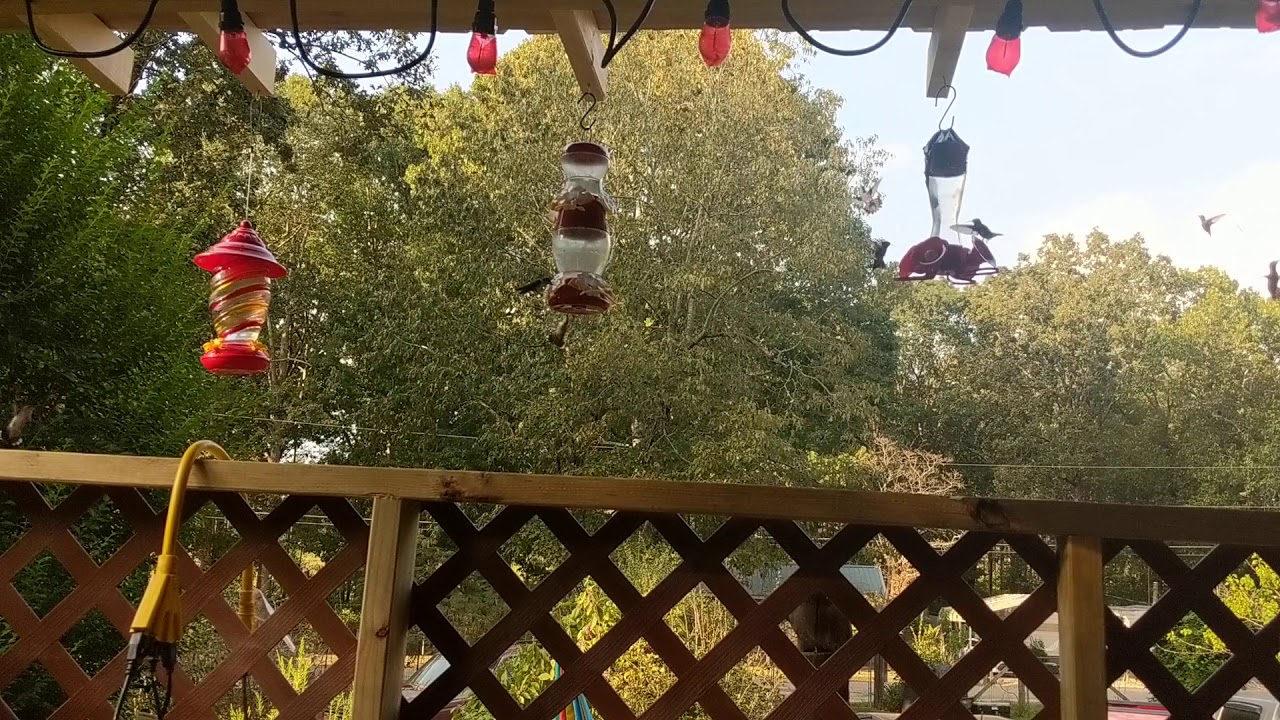 Hummingbird party - YouTube