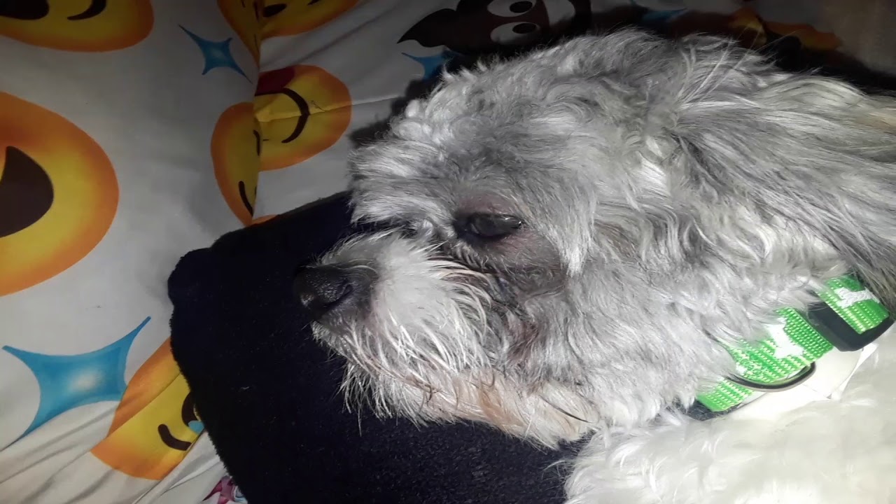 Hey it's buddy leah dog subscribe and leave your tiktok name in the ...