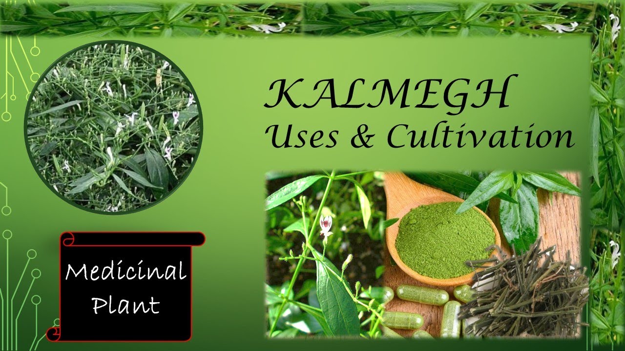 Medicinal Plant- Kalmegh (Andrographis paniculata) - YouTube