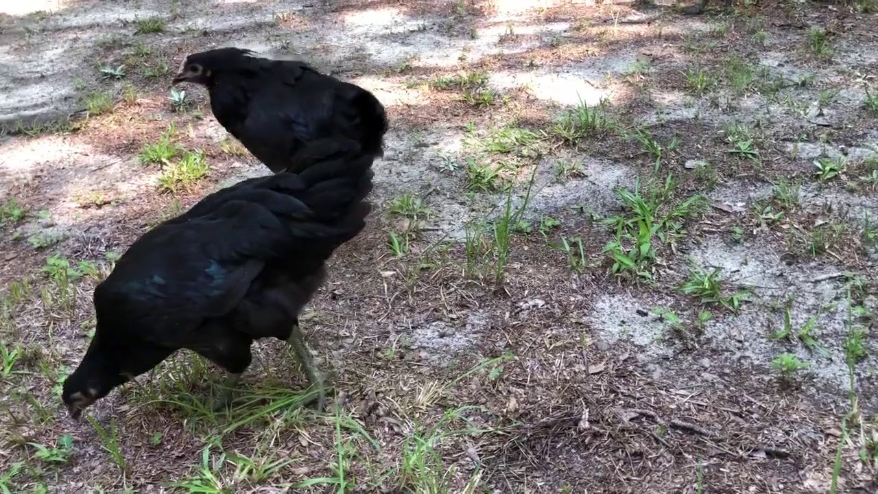 Chicken Meditation - YouTube