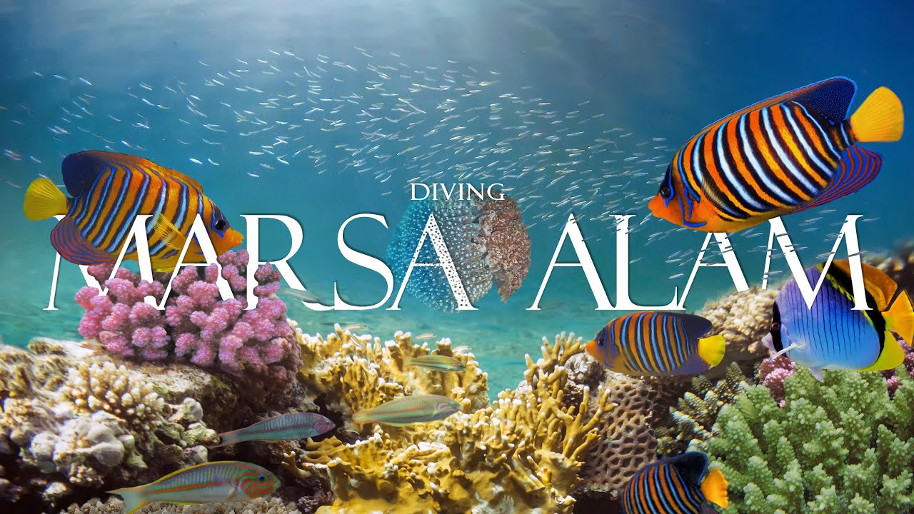 Diving Marsa Alam, Red Sea Egypt 2023 4k | Sony A7SIII | Nauticam NA ...