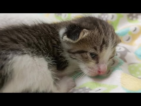 Day 7 : One week old tiny kitten just opened one eye 😻 😻 - YouTube