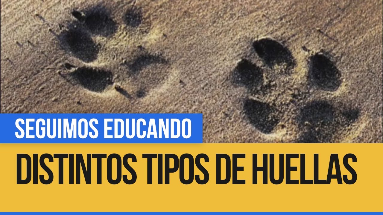Tipos De Huellas Que Existen