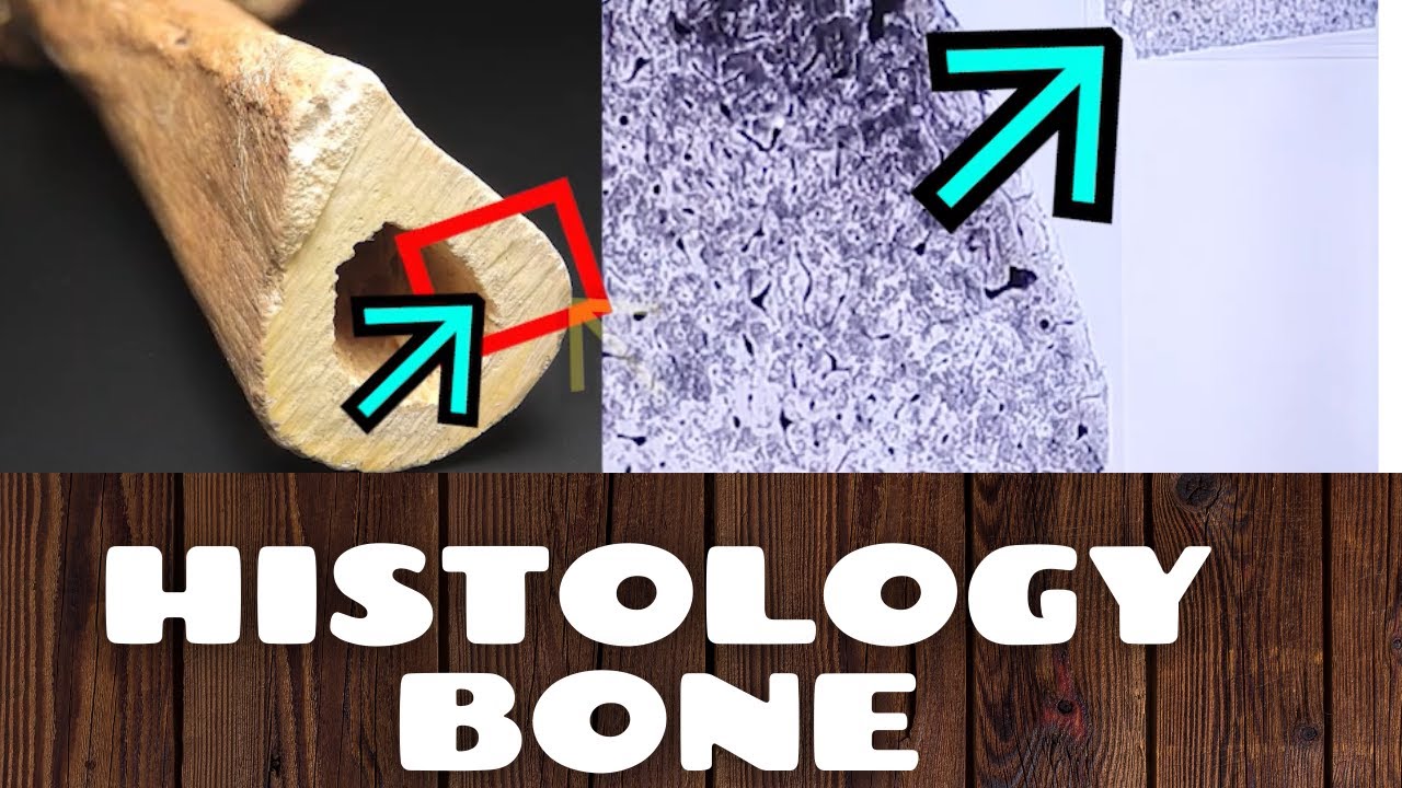 Histology of Bone | Air Anatomy - YouTube