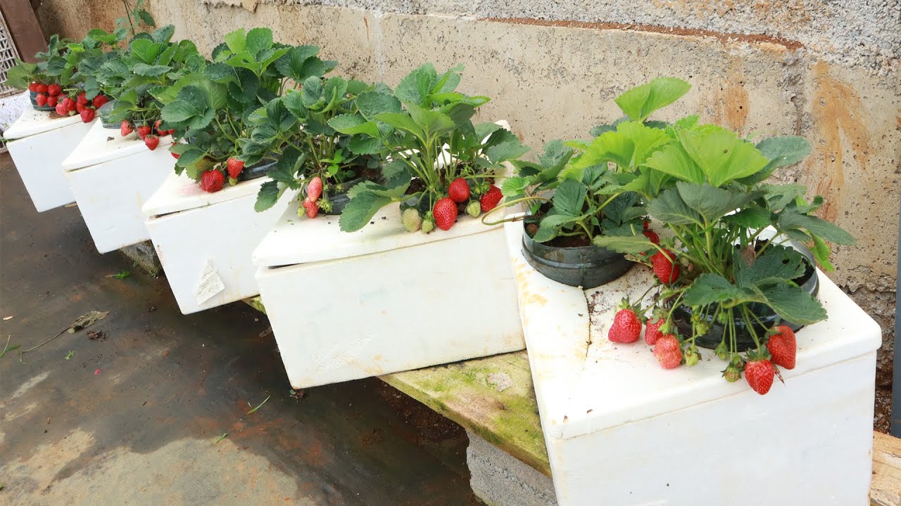See more how to grow strawberries in styrofoam, large fruit - For year ...