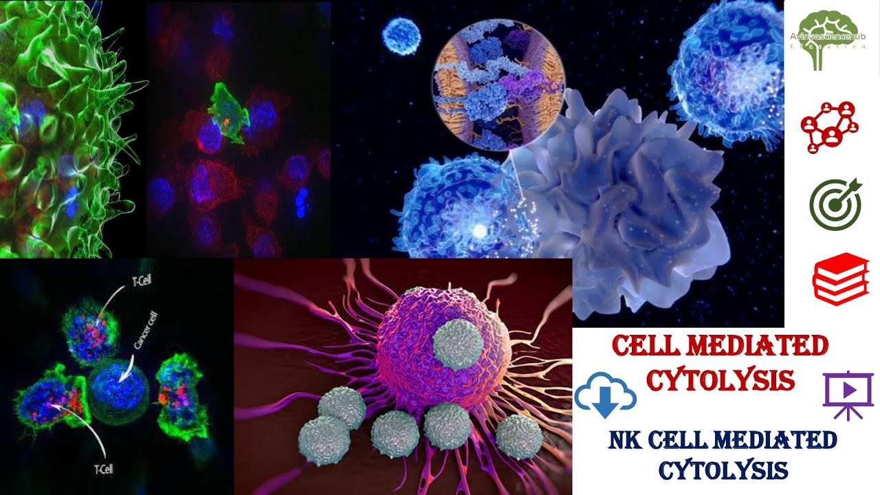 NK cell mediated cytolysis// cell mediated cytolysis// cell mediated ...