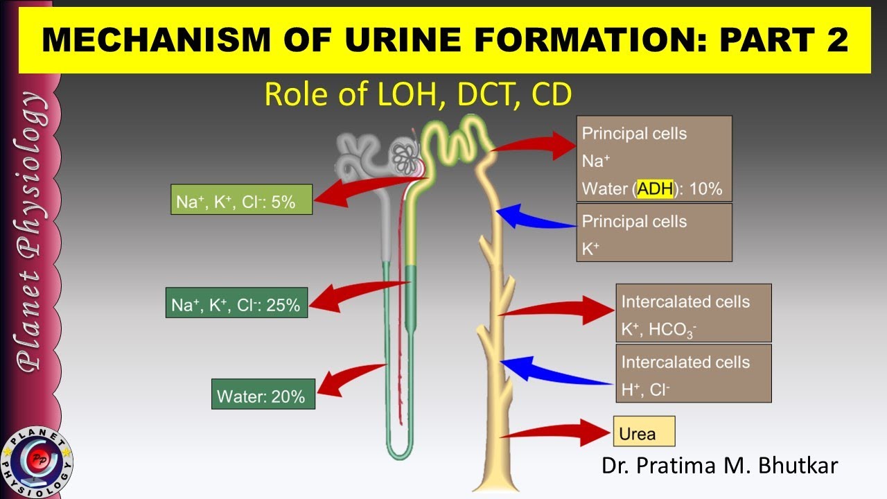 Mechanism of urine formation Part 2 | Role of loop of Henle, Distal ...