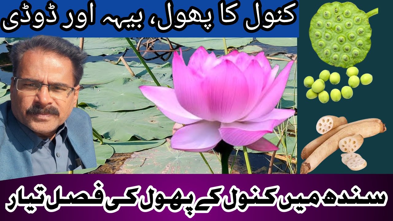 phool kanwal ka , beh and Doodi, three in one crop - YouTube