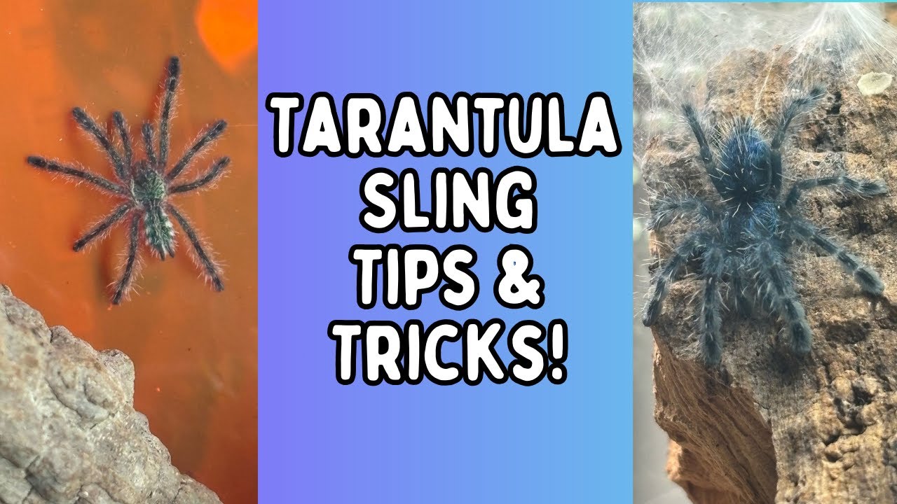 Tarantula Sling Tips & Tricks | Helping You Raise Your Tarantula ...