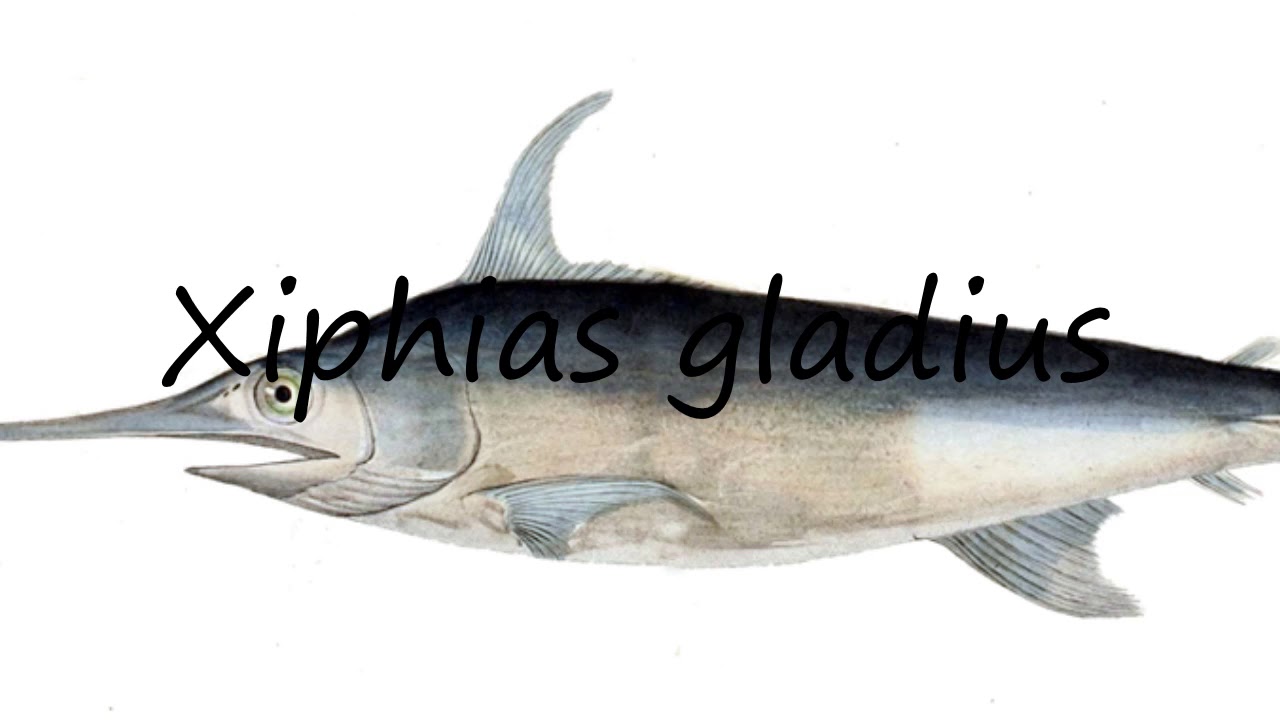 How to Pronounce Xiphias gladius? - YouTube
