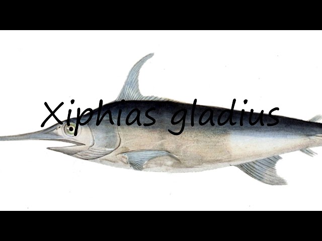 Xiphias Definition