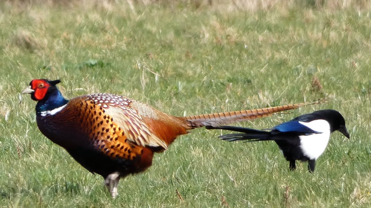 Fazant Man en Vrouwen (Pheasant Male and Female) - YouTube
