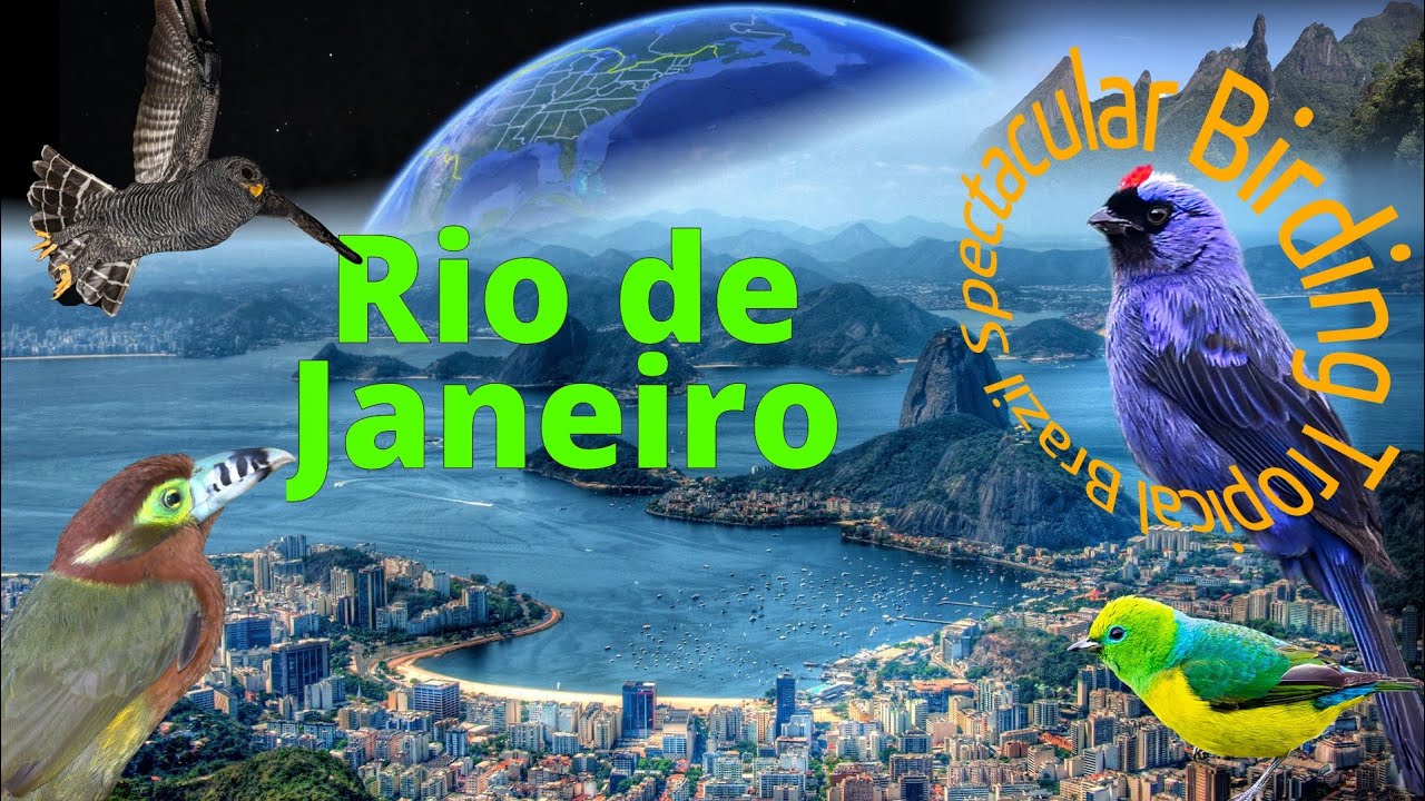 Rio de Janeiro - Spectacular Birding Tropical Brazil - YouTube