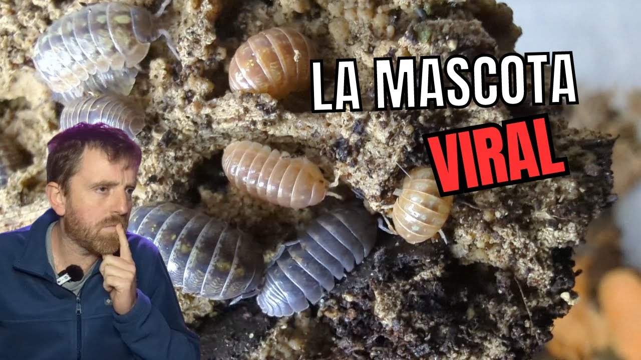 🔥... LOS BICHOS BOLA son realmente VALIOSOS! ¿Cómo puedo cuidarlos ...