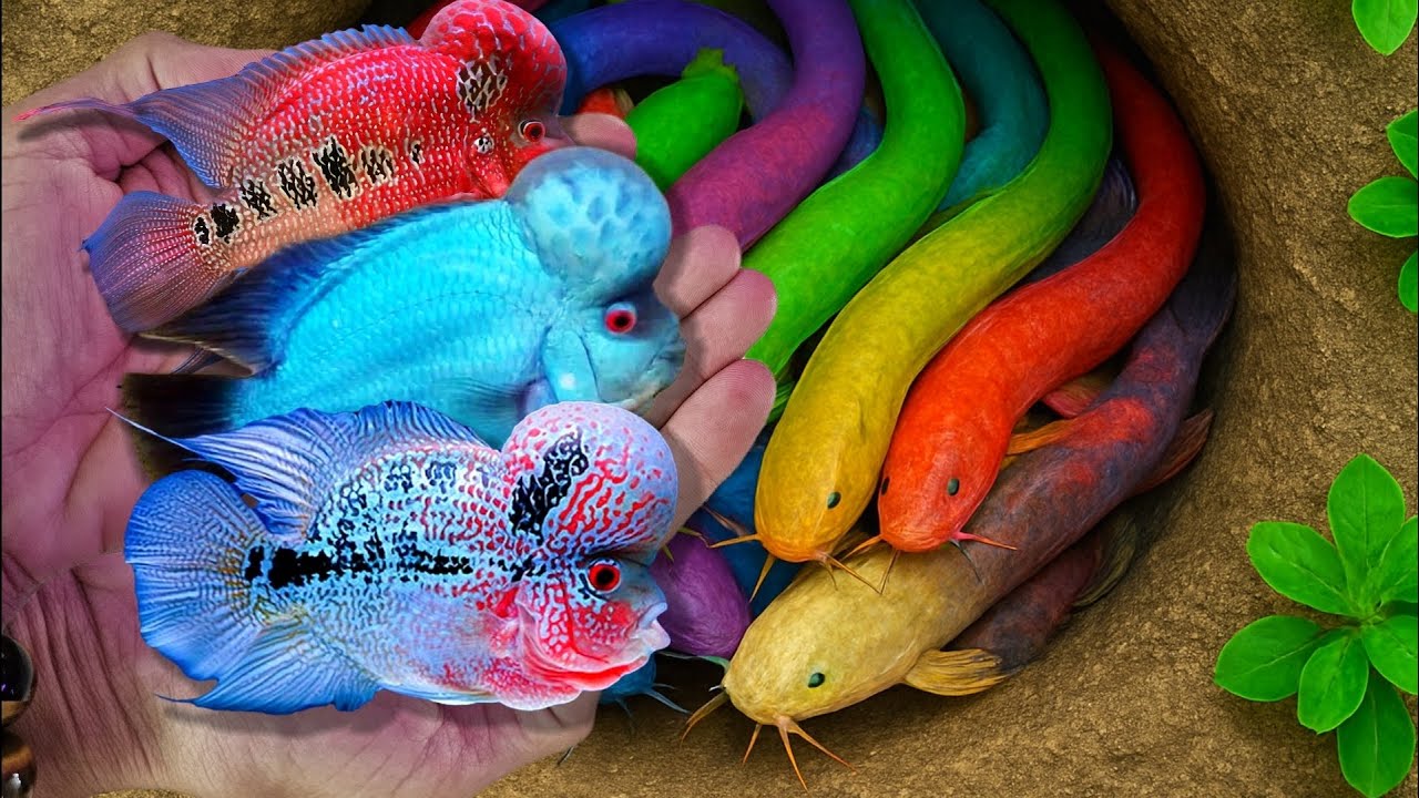 Bắt Được Cá La Hán Trong Ao Nhỏ, Cá Vàng, Cá Nhiều Màu, Ếch Xanh, Ếch Đỏ - YouTube