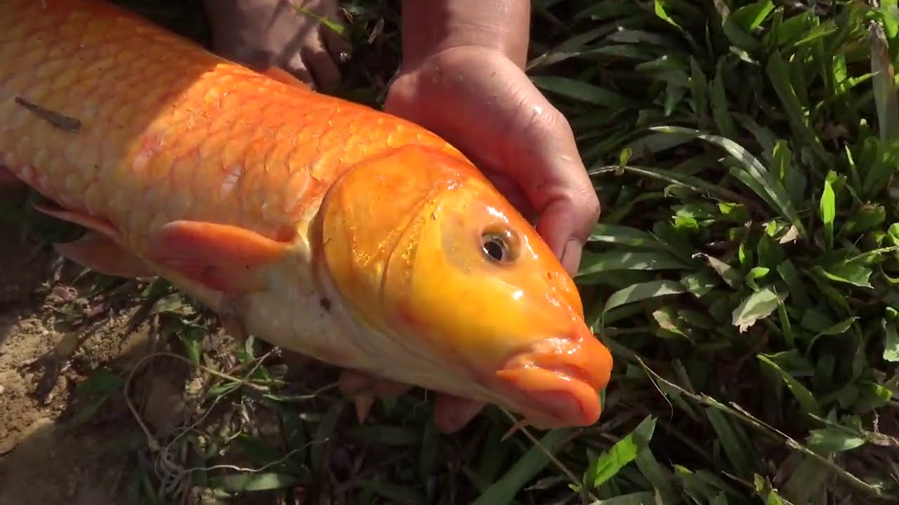 Primitive Fishing Skills Catch Fish At Big River - Fishing Catch Fish ...