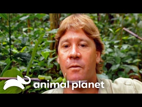 Steve Irwin's Wildest Snake Encounters | Crocodile Hunter | Animal Planet