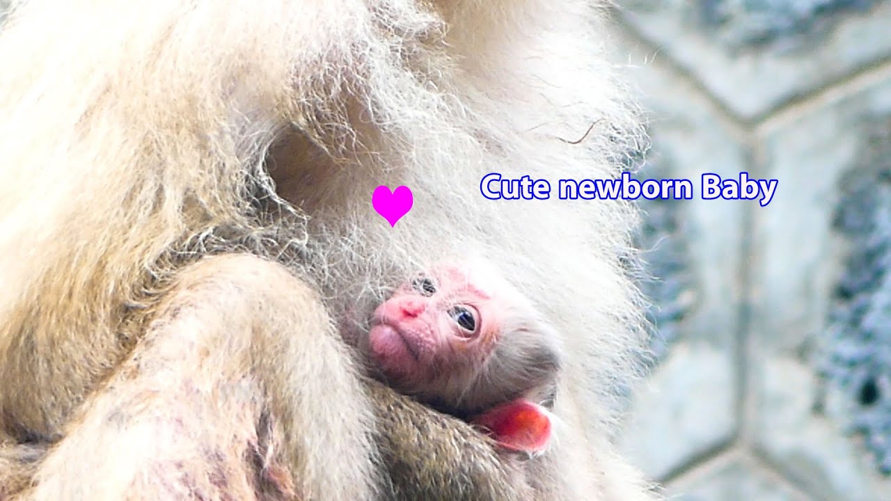 Adorable...The newborn baby monkey of Mommy monkey Monny looks so cute ...